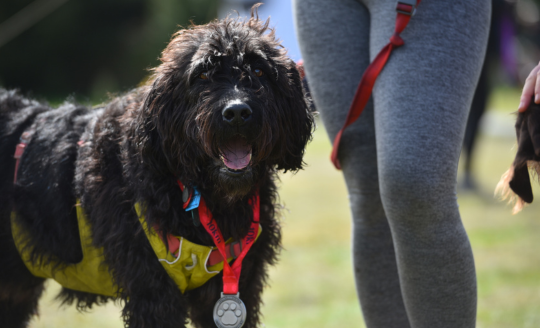 4 Paws Marathon - with your dog! – Further Faster